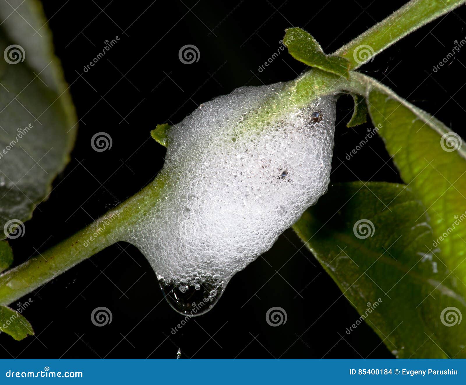 Spittlebug do casulo foto de stock. Imagem de macro, biologia - 85400184