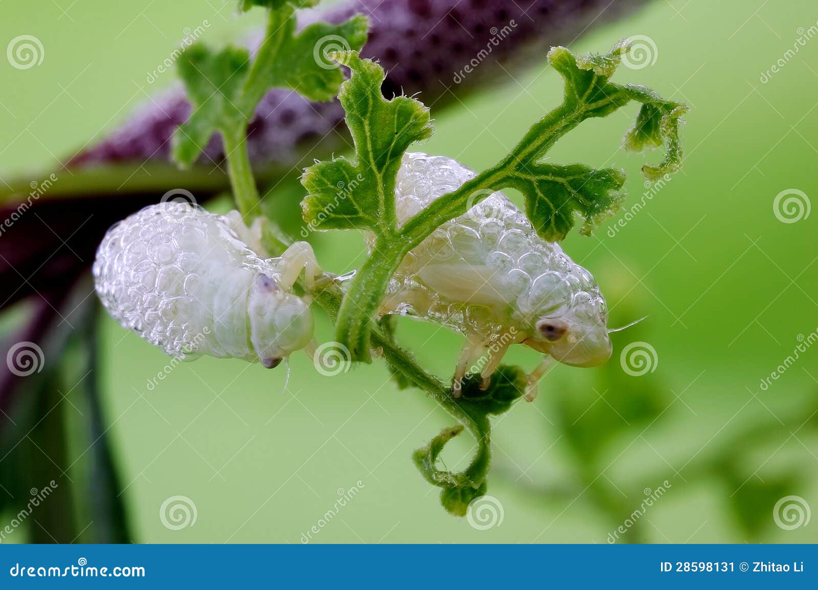 Spittlebug or Froghopper stock image. Image of erythema - 28598131