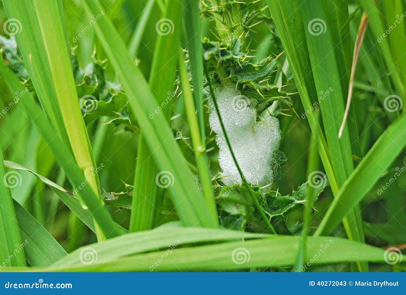 Spittle bug froth stock image. Image of grass, summer - 40272043