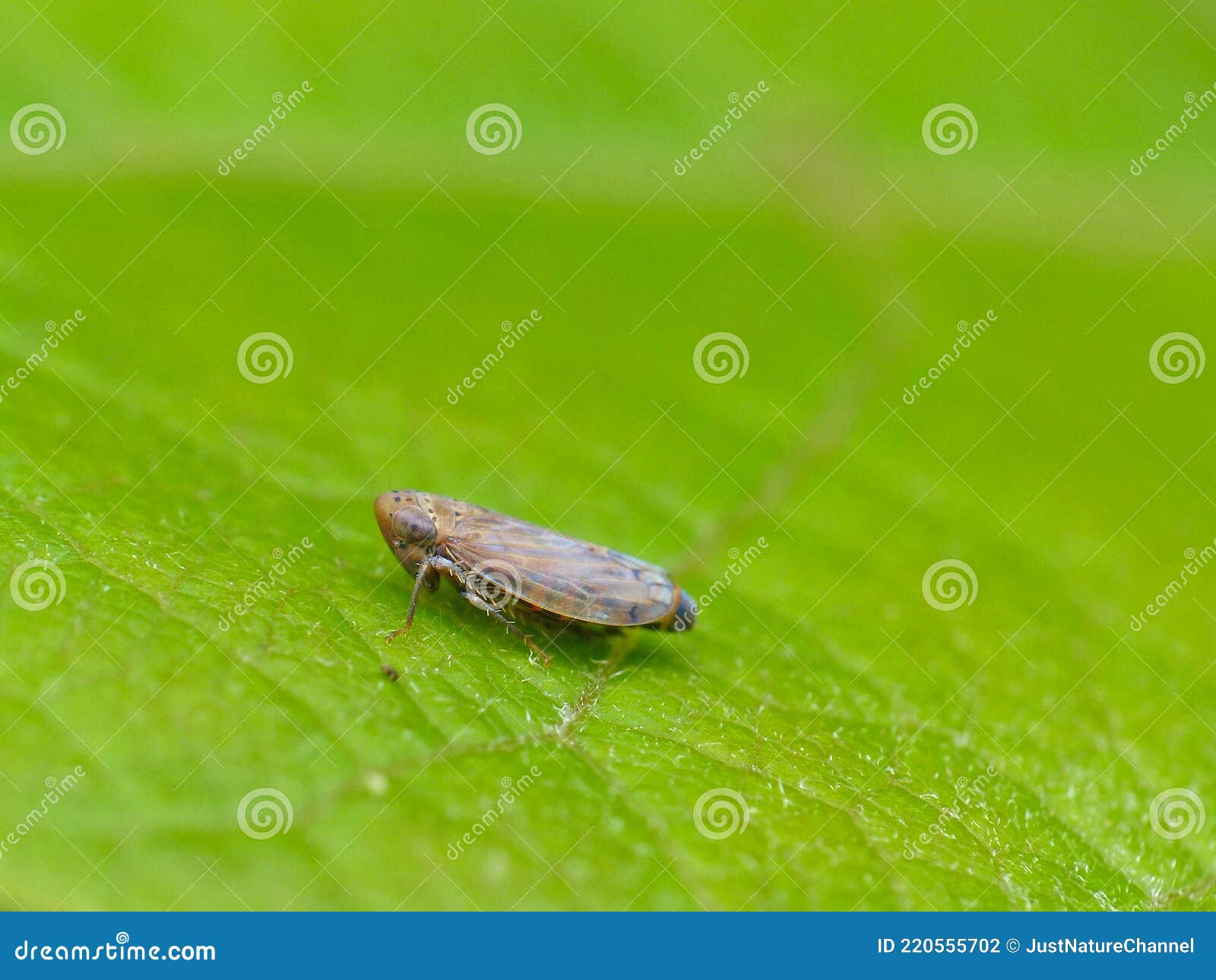 Spittlebug on Green Leaf stock photo. Image of wasp - 220555702