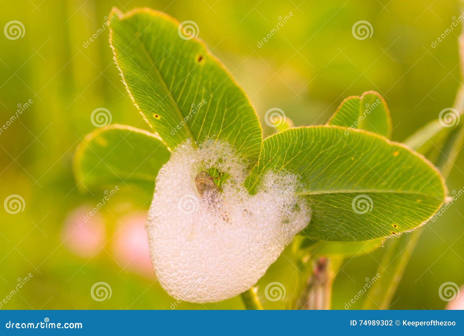 Spittlebug Surrounded in Spittle Stock Photo - Image of close, insect ...