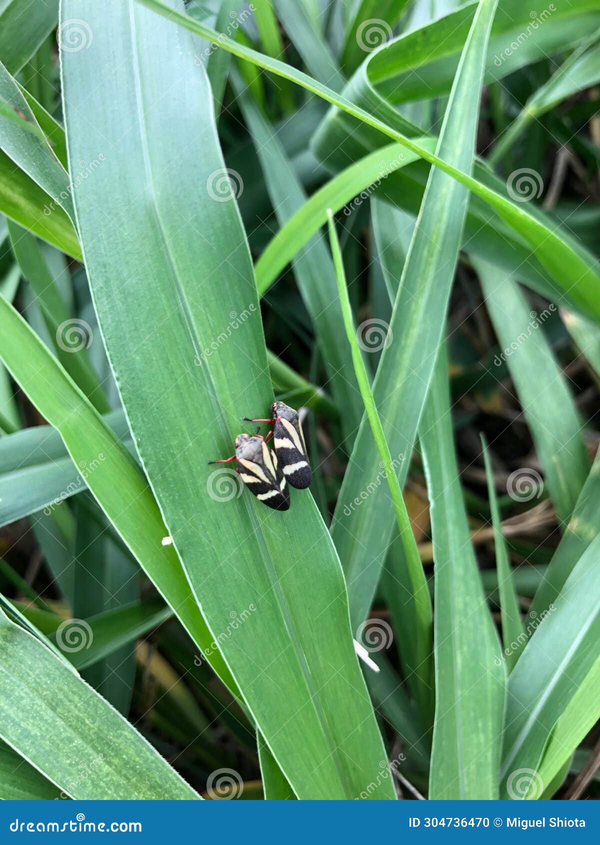 Spittlebugs Leafhopper Attacking Intensive Grass System Beef Cattle ...