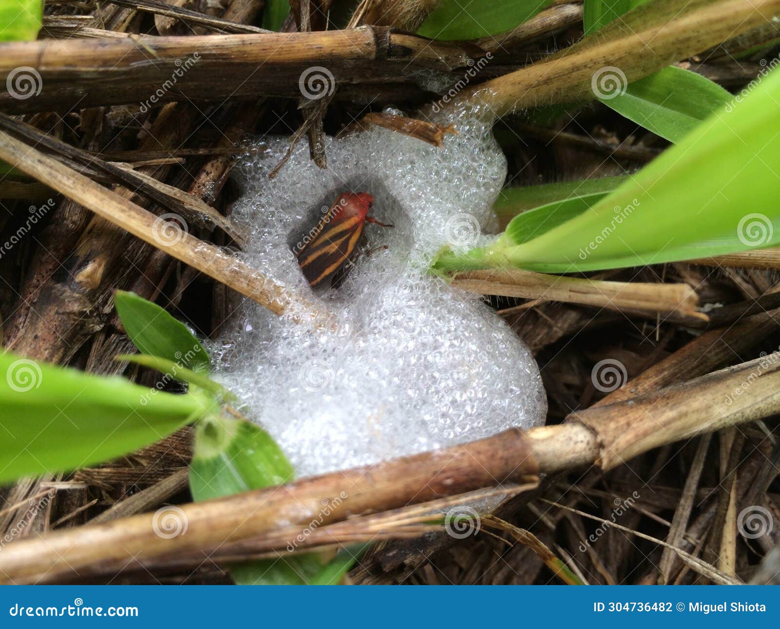Spittlebugs Leafhopper Attacking Intensive Grass System Beef Cattle ...