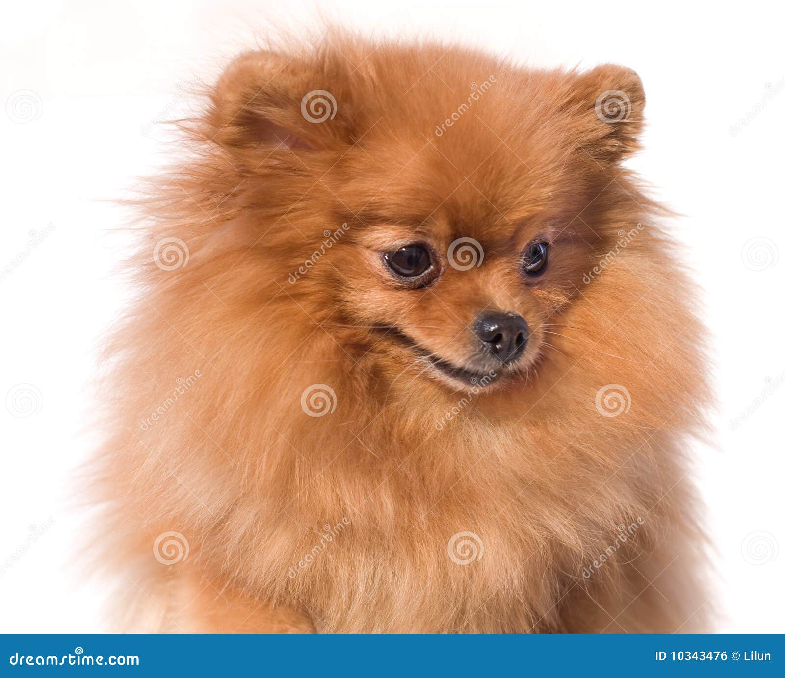 Spitz Picture. Image: 10343476