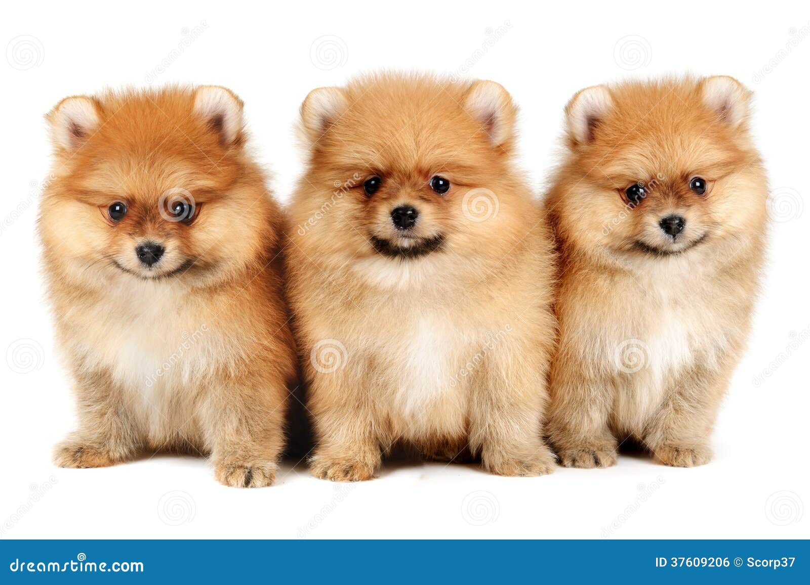 Spitz stock photo. Image of looking, canine, closeup - 37609206