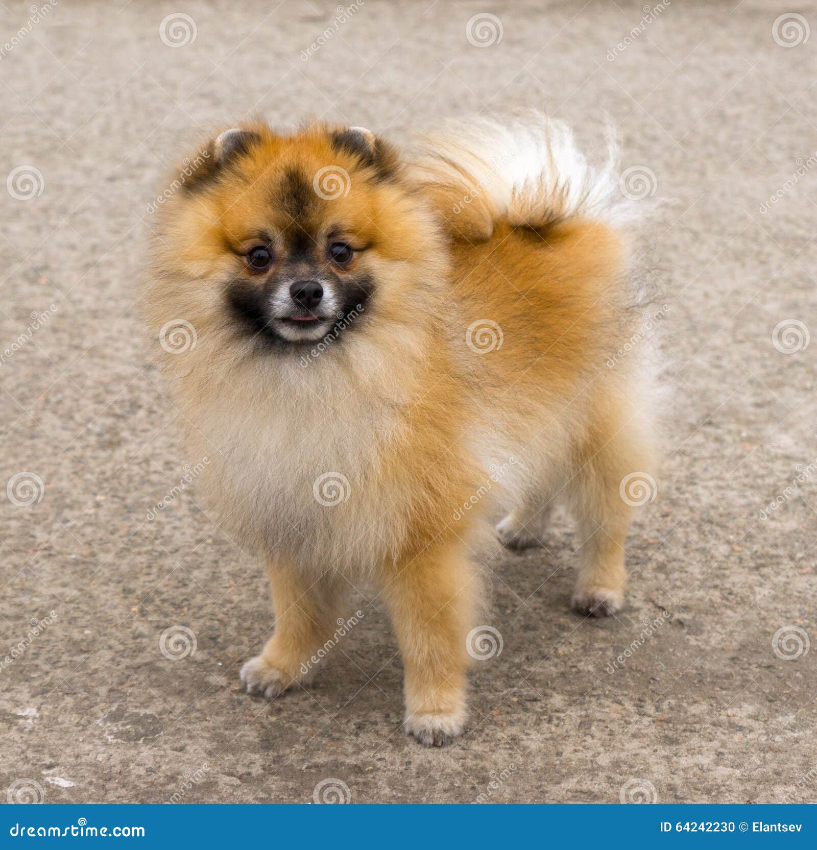 Spitz stockfoto. Bild von schön, reinrassiger, tier, nett - 64242230