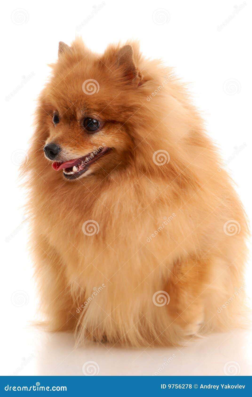 Spitz stock photo. Image of purebred, spitz, breed, pedigree - 9756278