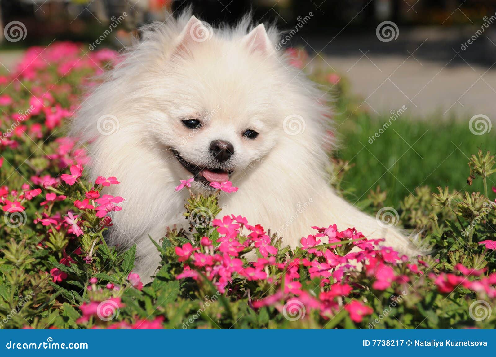 Spitz blanc en fleurs image stock. Image du mignon, chiot - 7738217