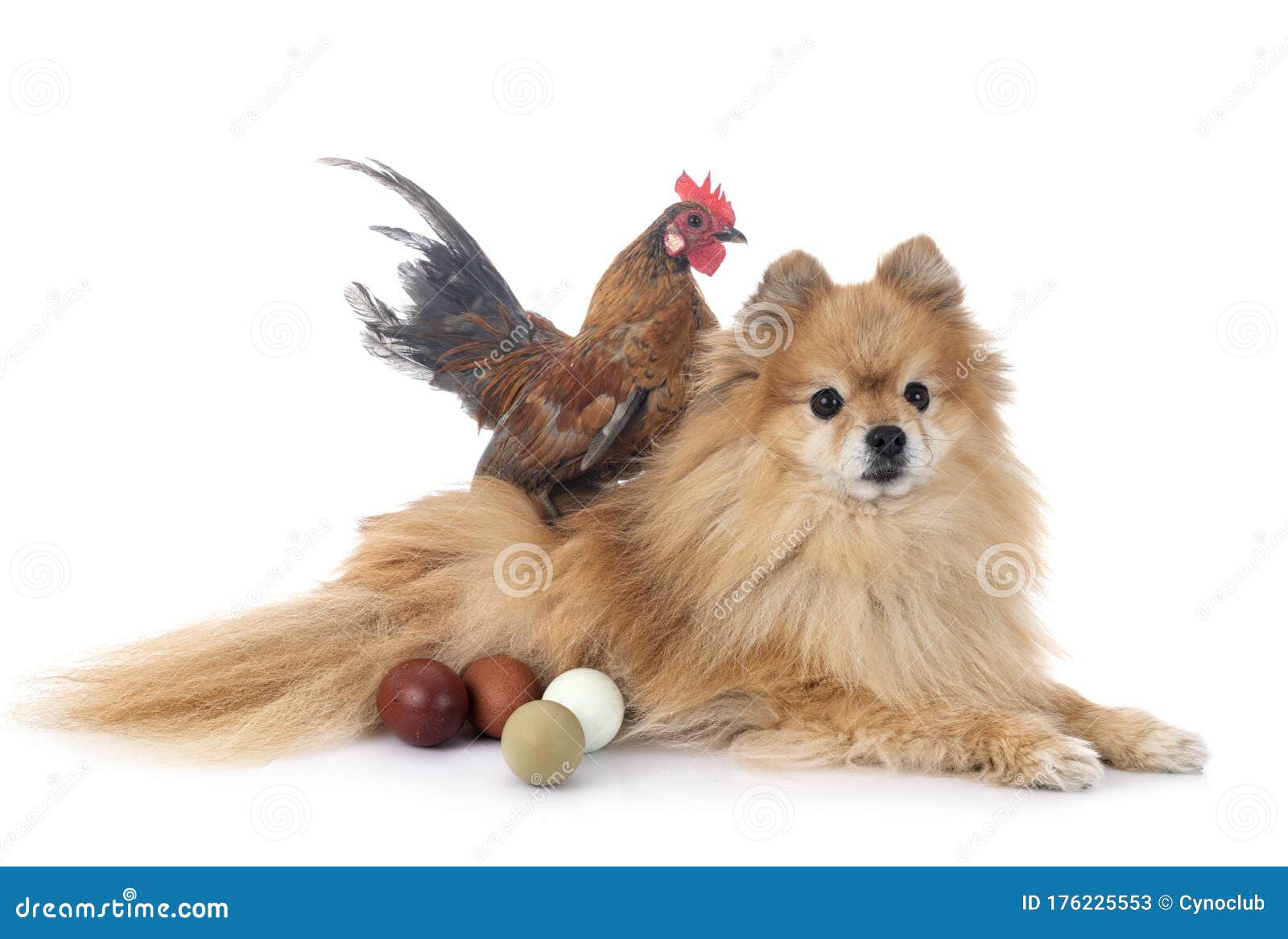 Spitz and chicken stock image. Image of miniature, long - 176225553