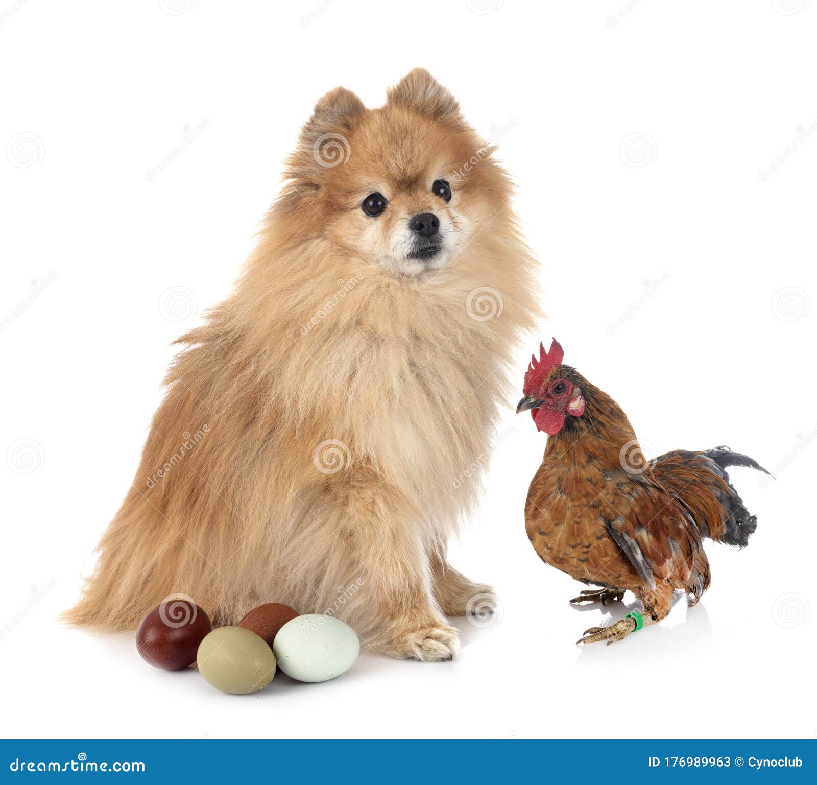 Spitz and chicken stock image. Image of rooster, hair - 176989963
