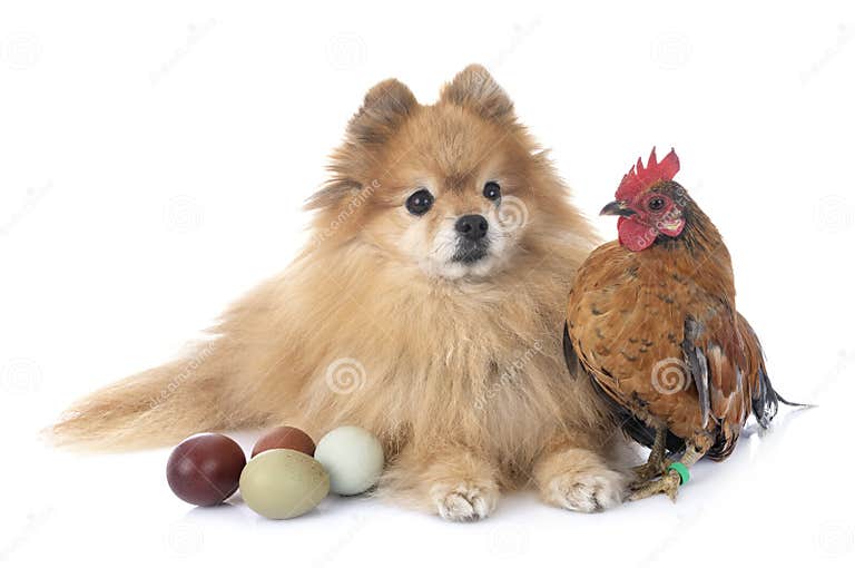 Spitz and chicken stock image. Image of serama, friends - 177670565