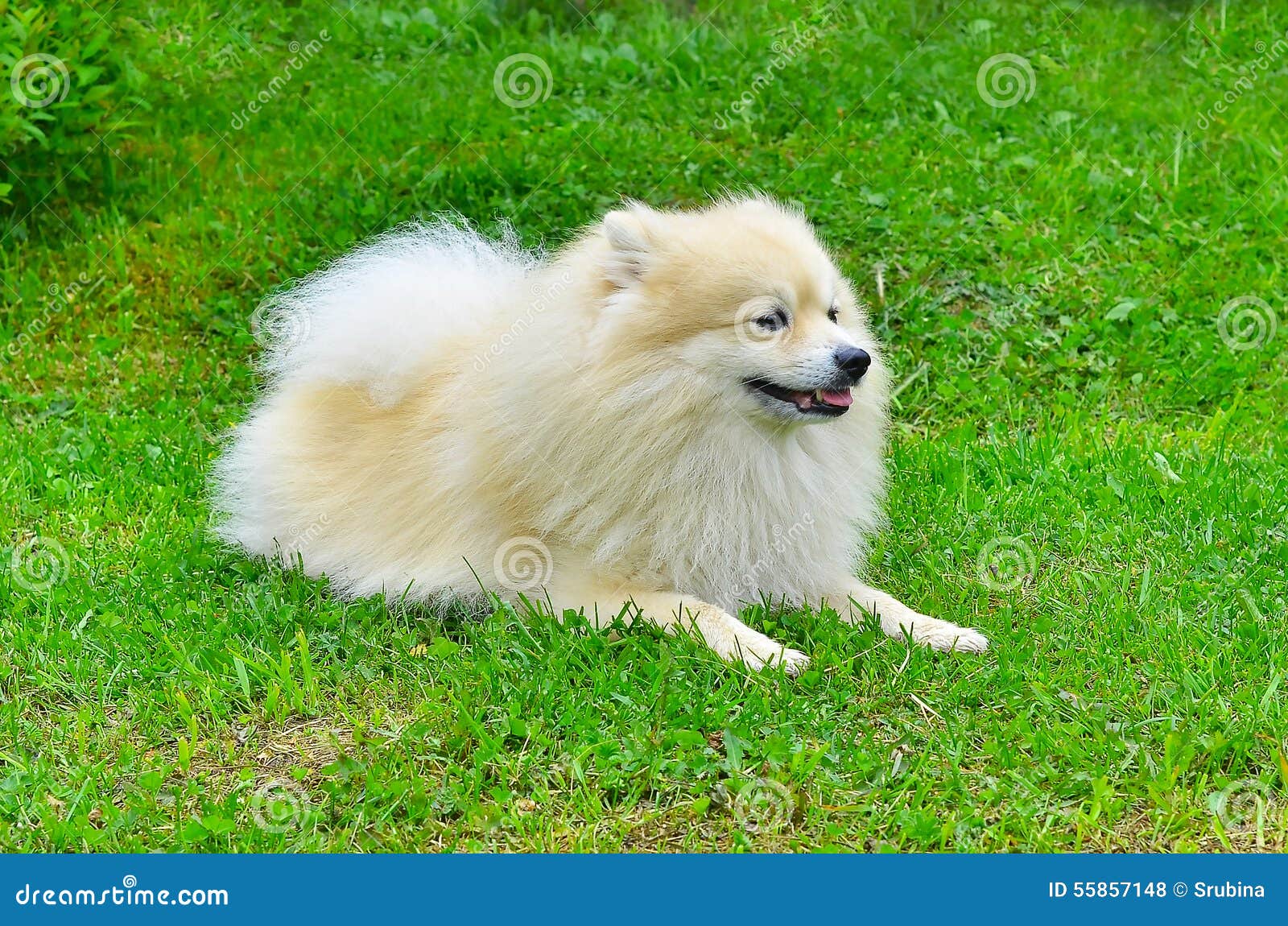 Spitz del tedesco del cane fotografia stock. Immagine di sfondo - 55857148