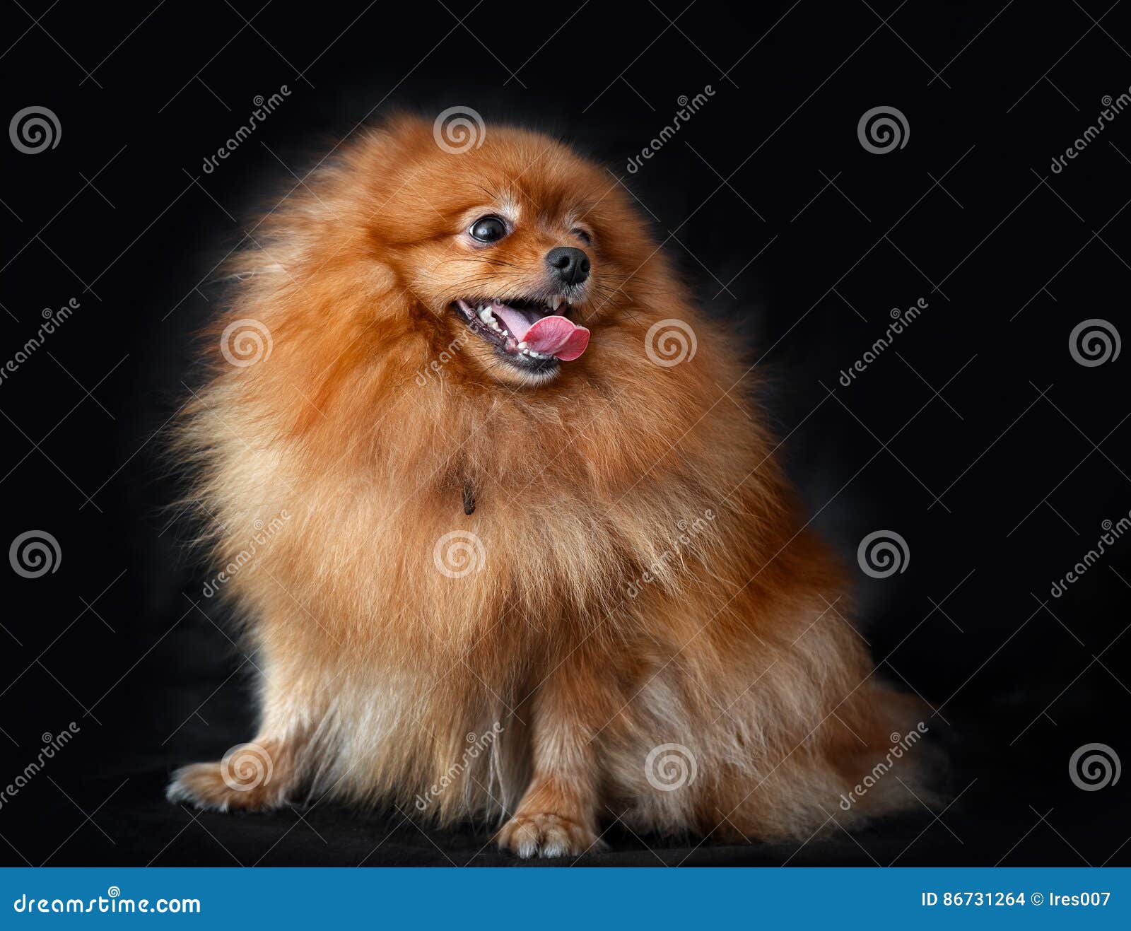 Spitz della razza del cane fotografia stock. Immagine di animale - 86731264