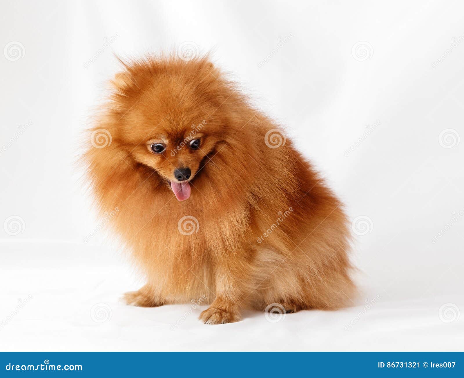 Spitz della razza del cane immagine stock. Immagine di pomeridiano ...