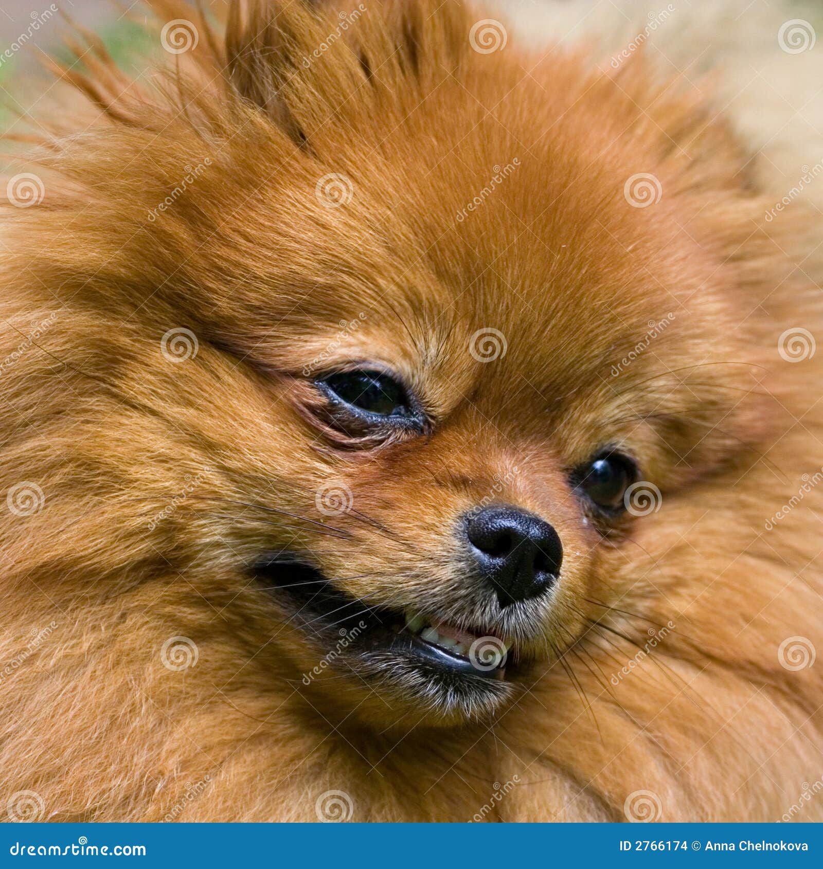 The spitz-dog. stock photo. Image of close, pomeranian - 2766174
