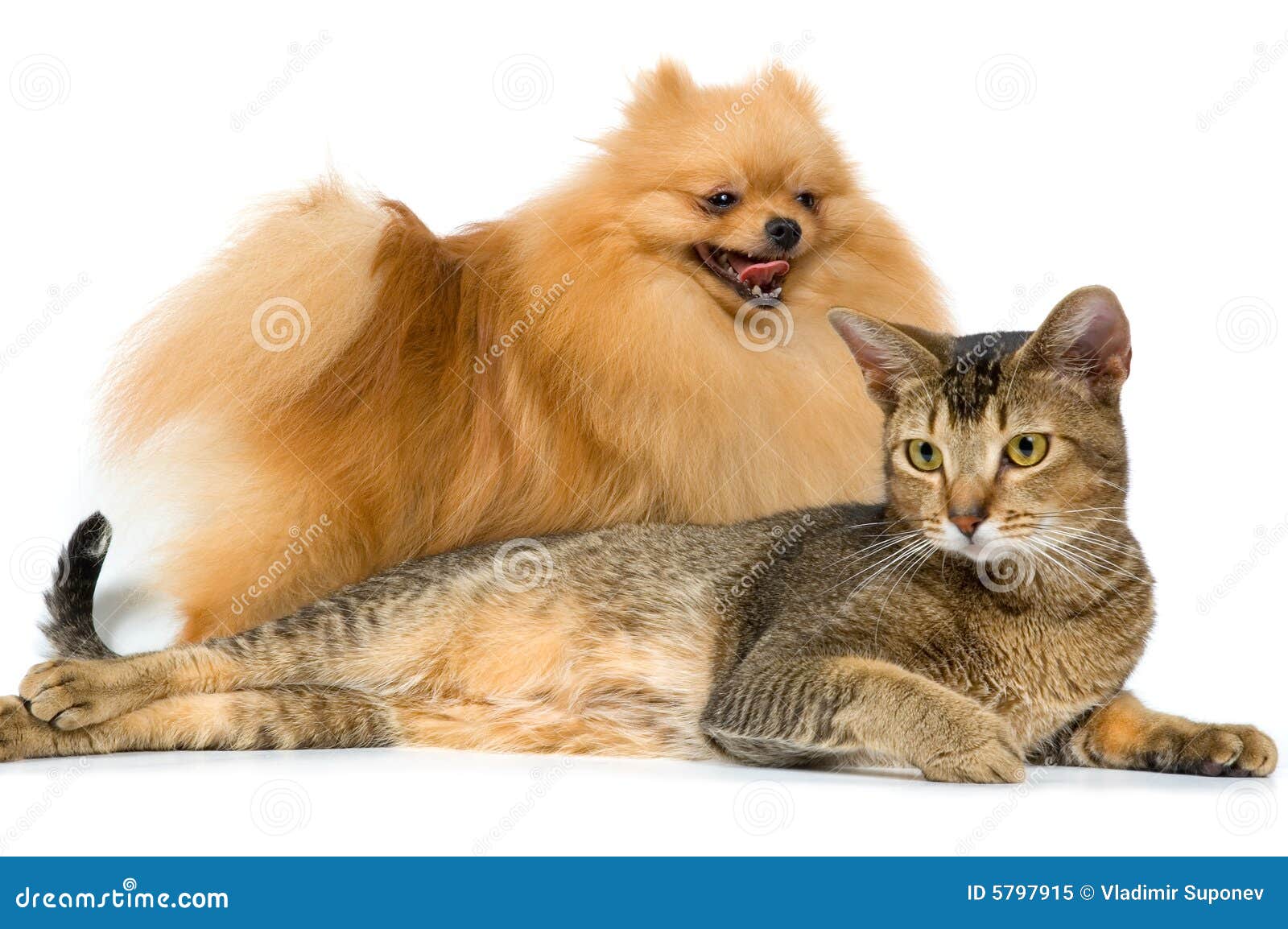 The spitz-dog and cat on stock image. Image of mammals - 5797915