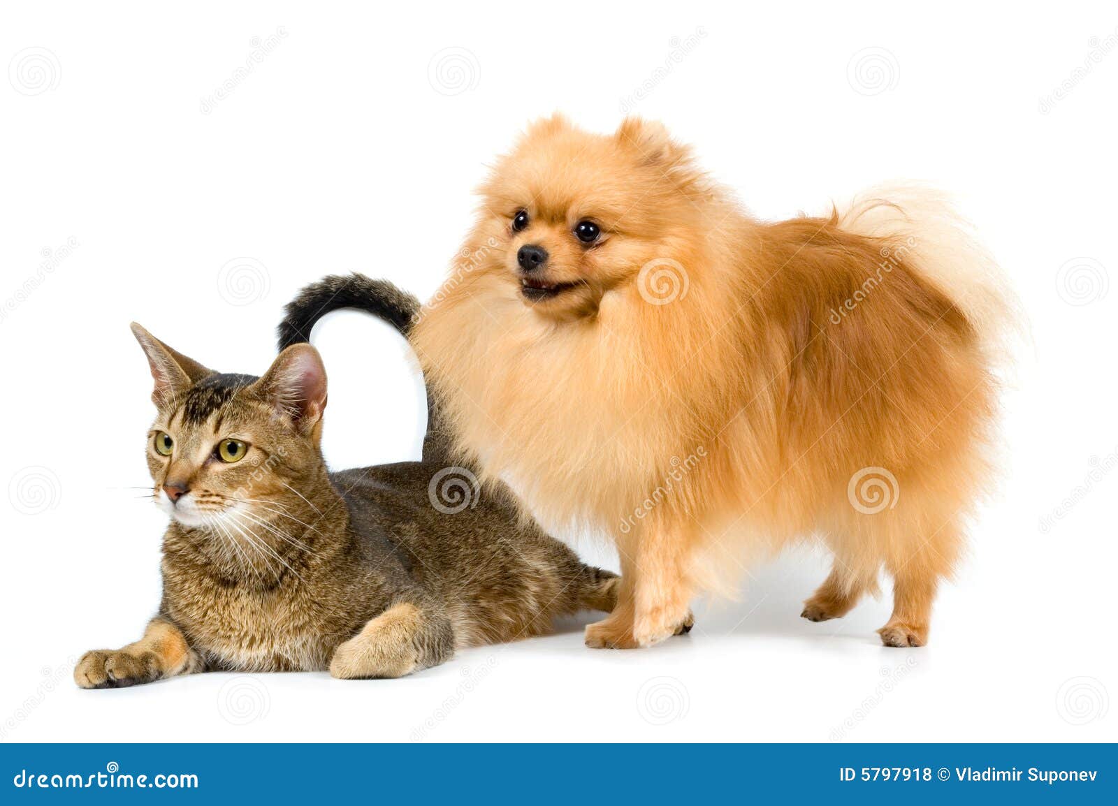 The spitz-dog and cat stock photo. Image of beautiful - 5797918