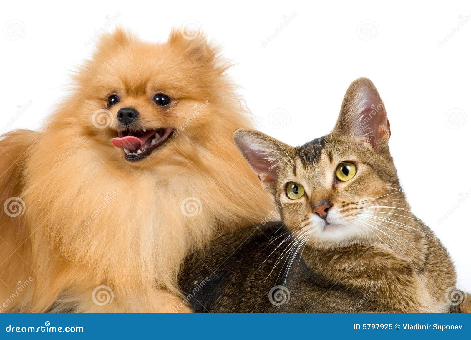 The spitz-dog and cat stock image. Image of childhood - 5797925