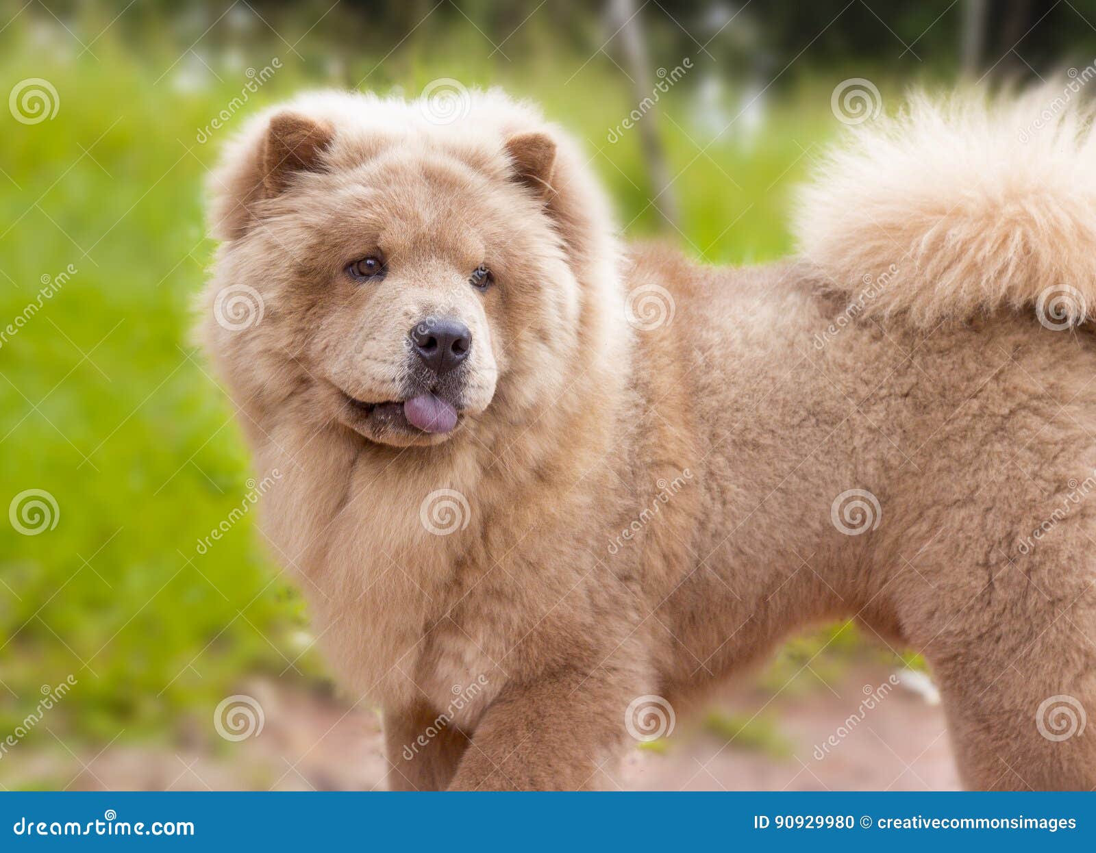 Spitz Dog Picture. Image: 90929980