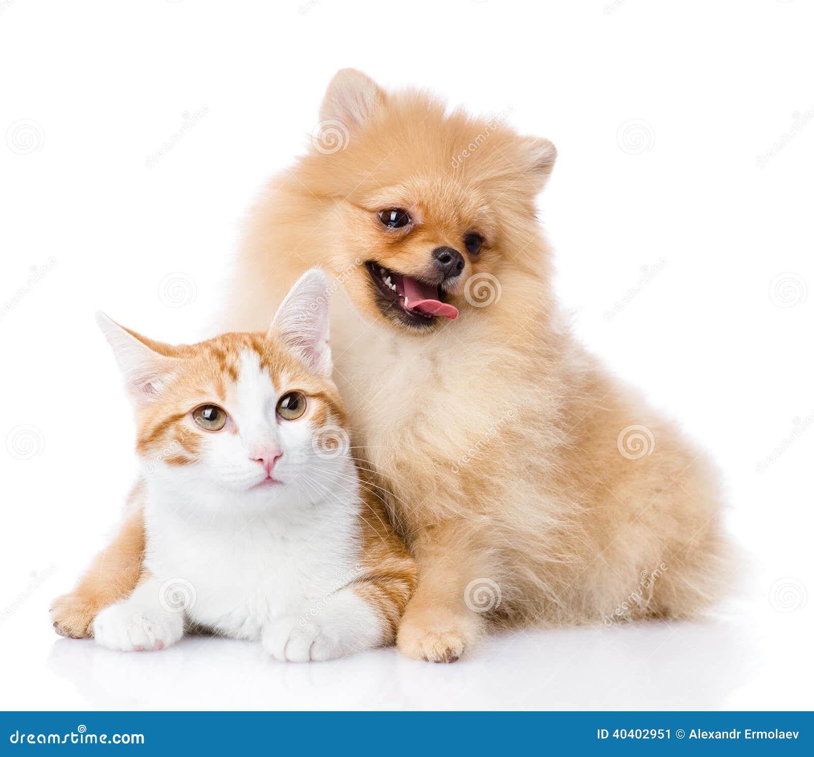 9,098 Spitz Looking Stock Photos - Free & Royalty-Free Stock Photos ...