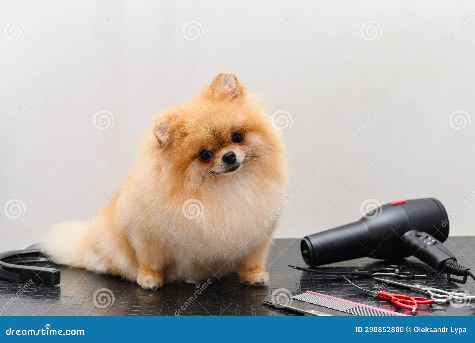 Spitz Dog Getting a Haircut in a Salon Stock Photo - Image of canine ...