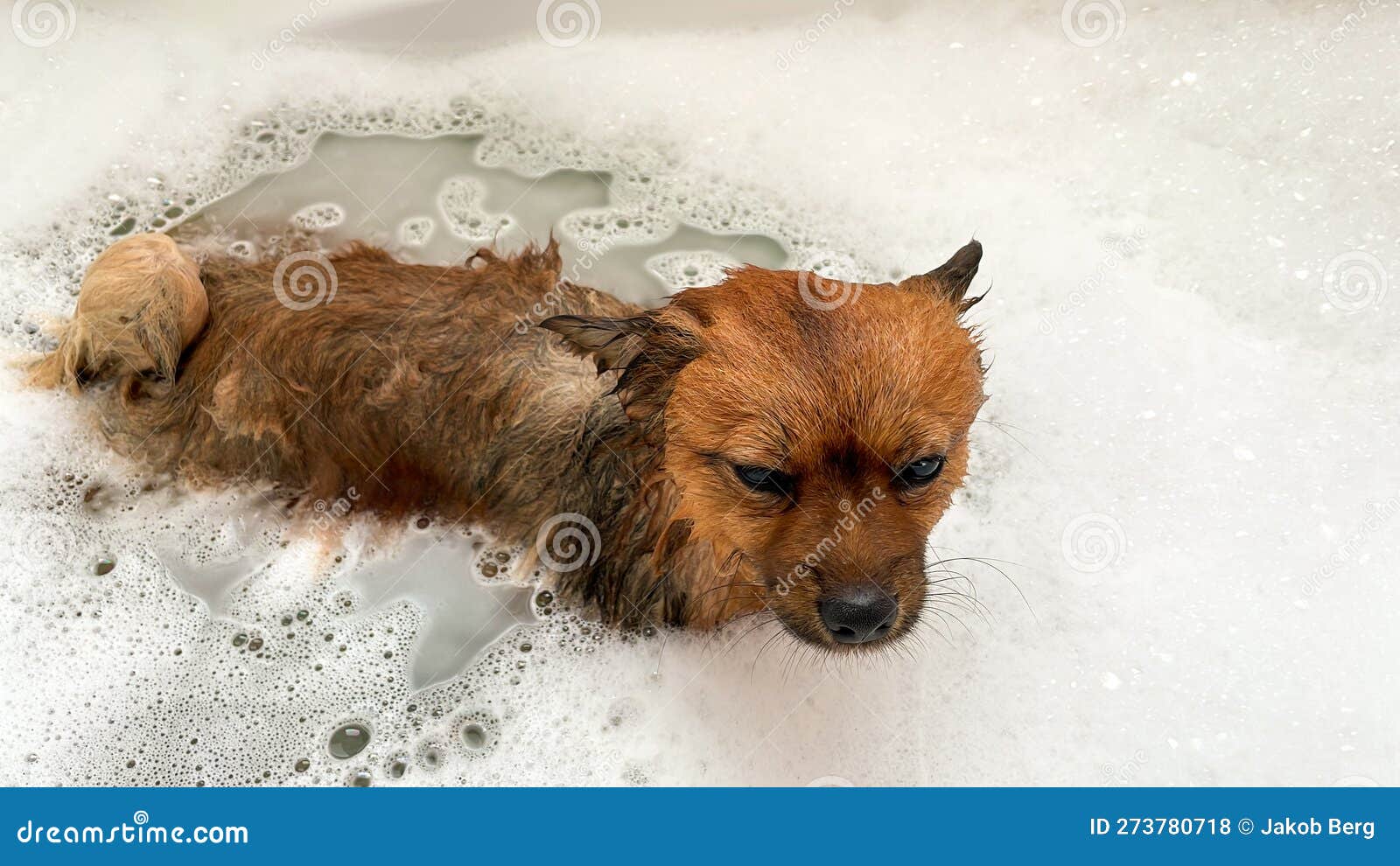Spitz Dog Takes a Bubble Bath. Bathing the Dog in a Bubble Bath Stock ...