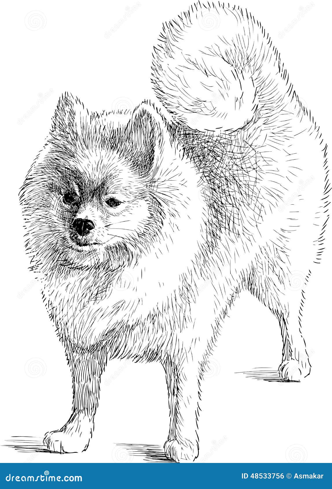Spitz dog stock vector. Illustration of miniature, drawing - 48533756