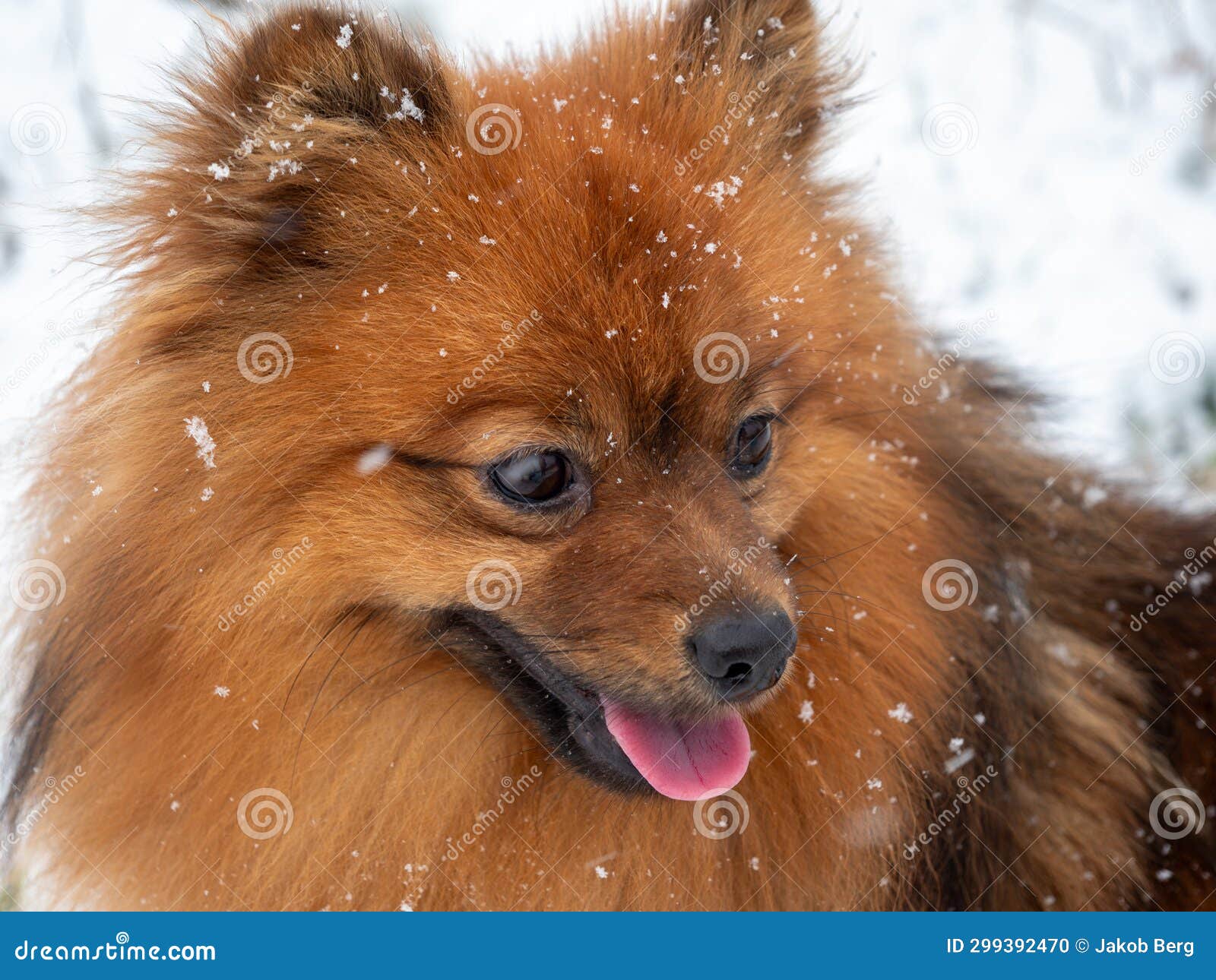 Spitz Dog during a Walk in the White Snow. Stock Photo - Image of spitz ...