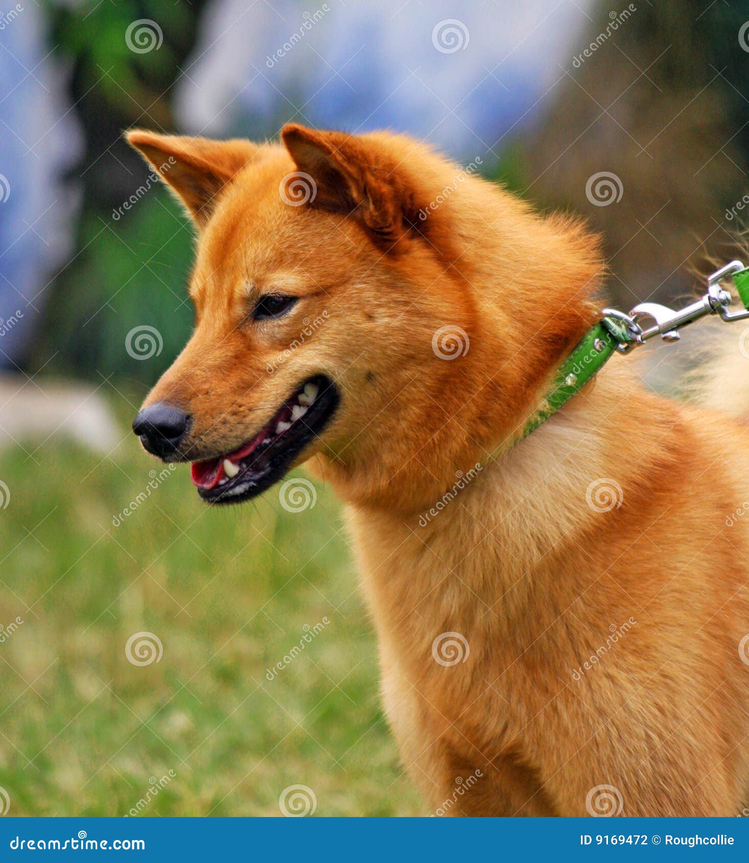 Spitz finlandês foto de stock. Imagem de animal, gengibre - 9169472