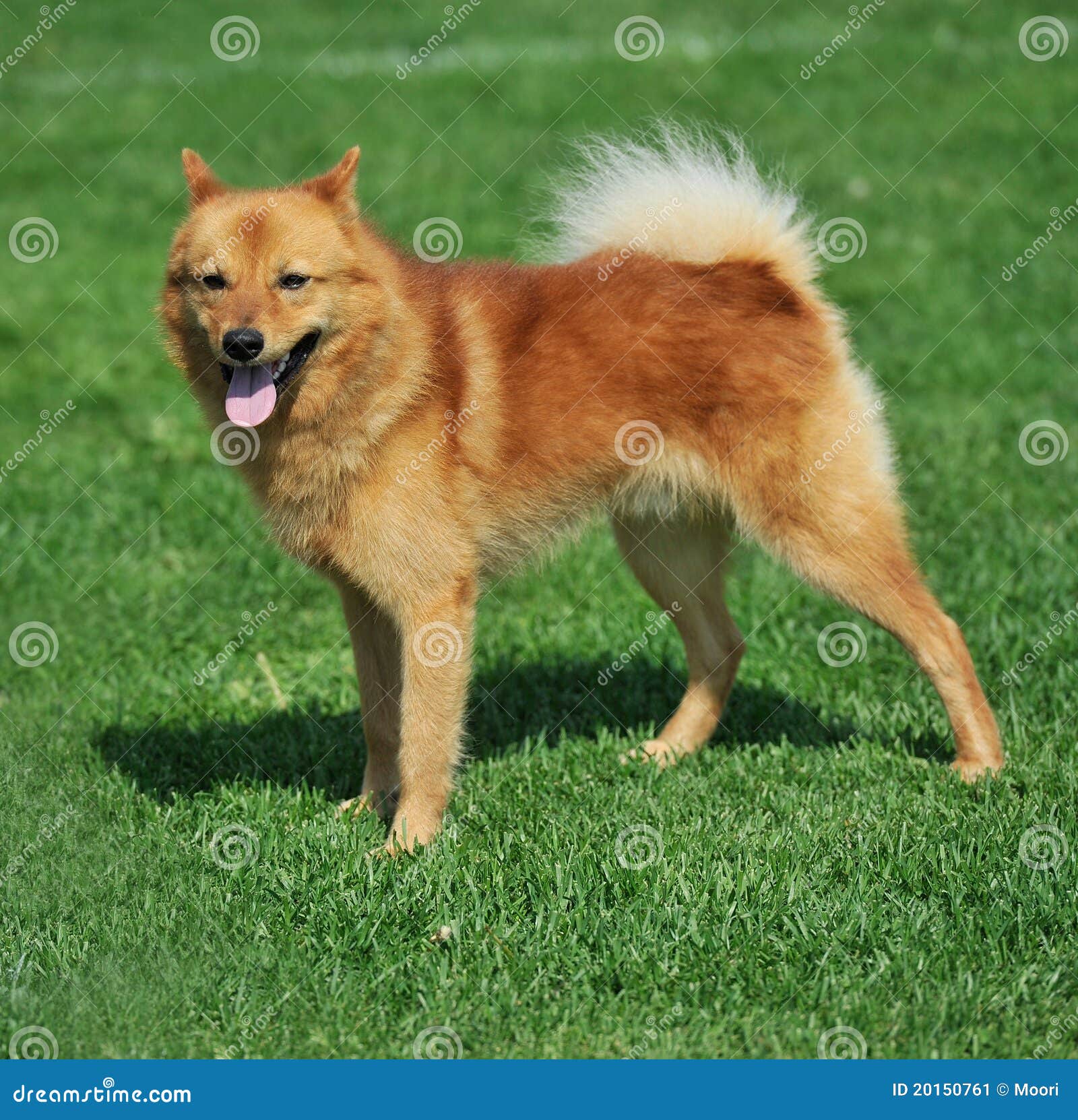 Spitz finlandais image stock. Image of agile, race, exposition - 20150761