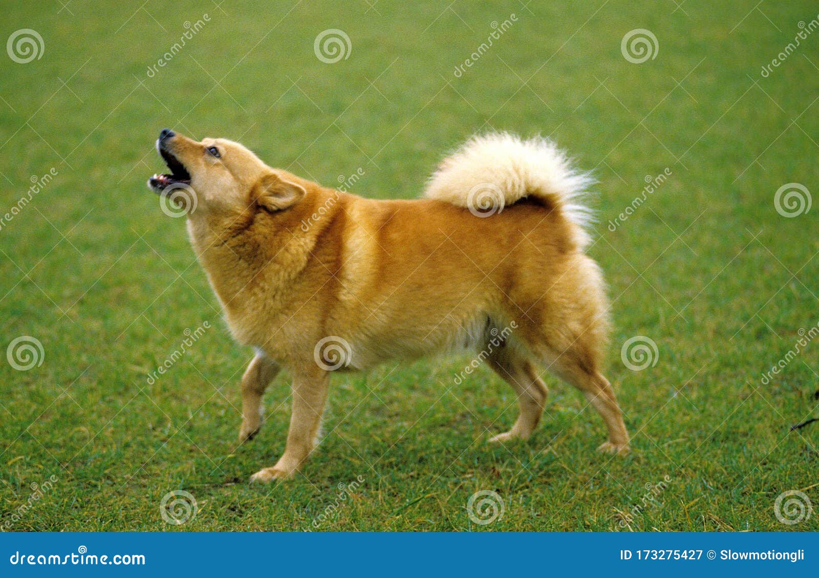 SPITZ FINLANDAIS stock image. Image of mammal, domestic - 173275427
