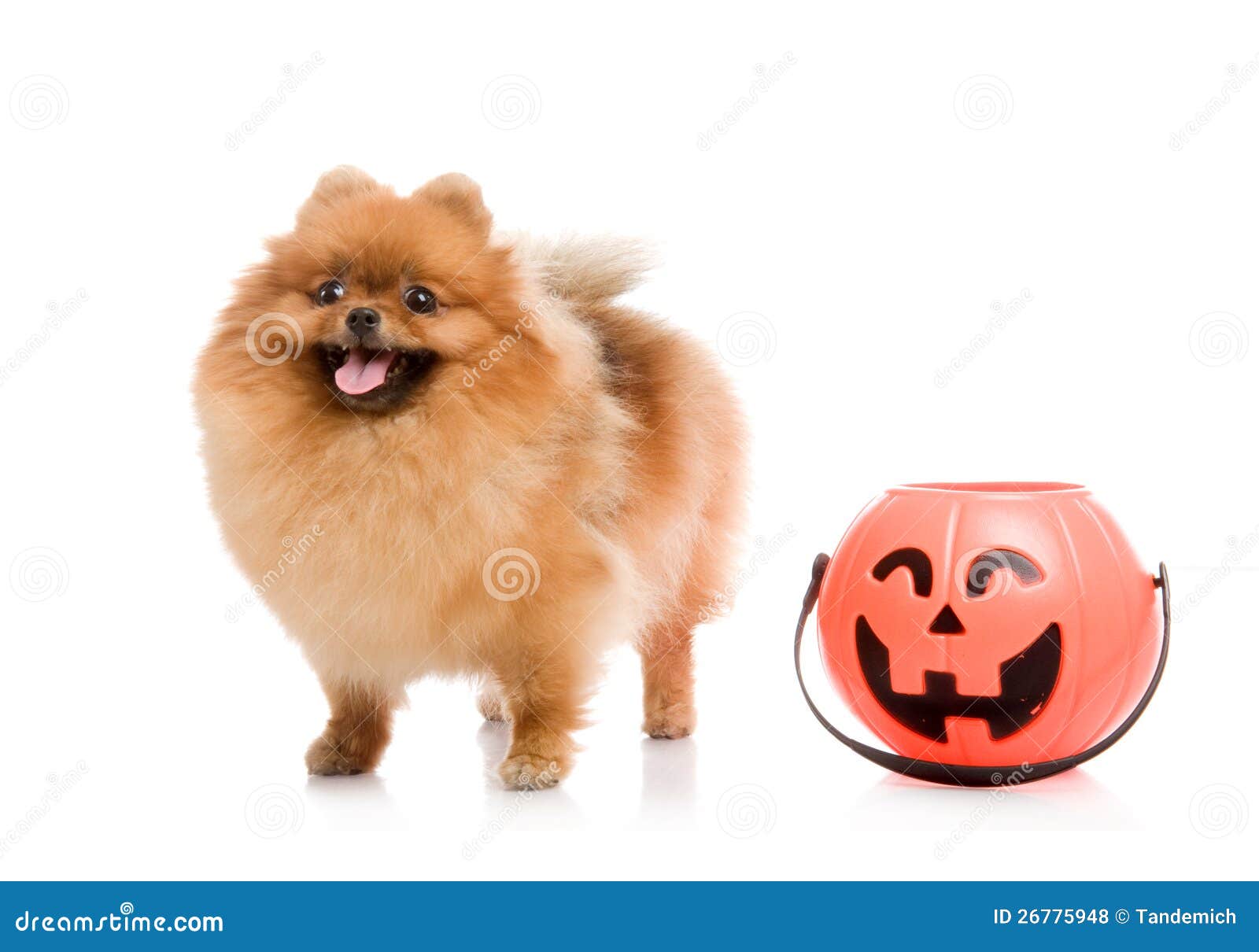Spitz with Halloween Pumpkin Stock Photo - Image of companion, canine ...