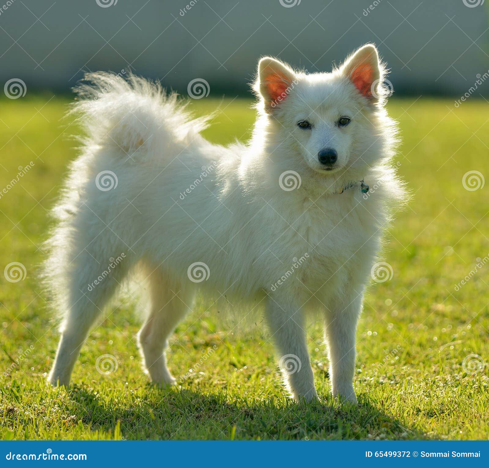 Spitz hond in het grasveld stock foto. Image of grasveld - 65499372