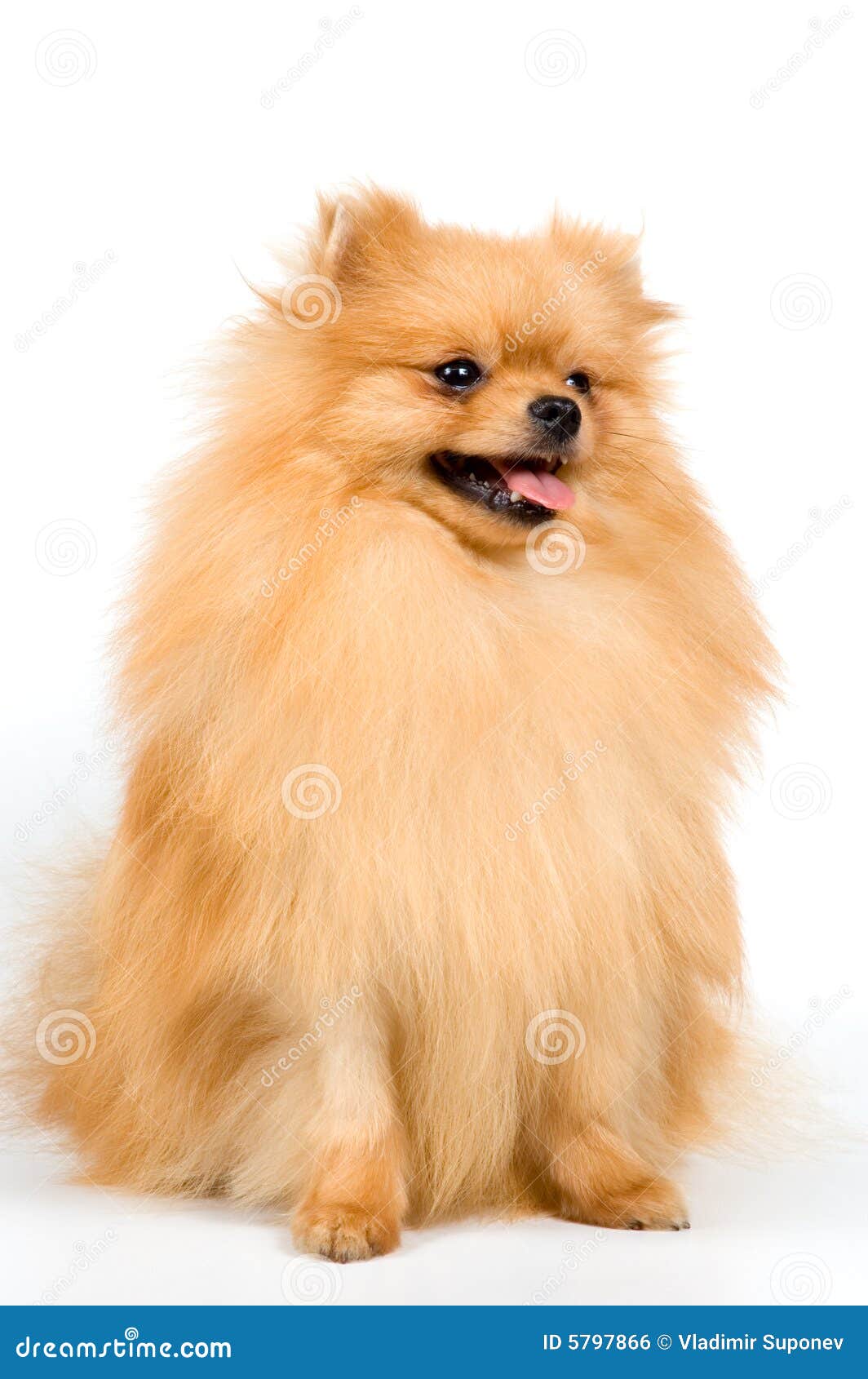 Spitz-hond in studio stock foto. Image of liefde, honds - 5797866