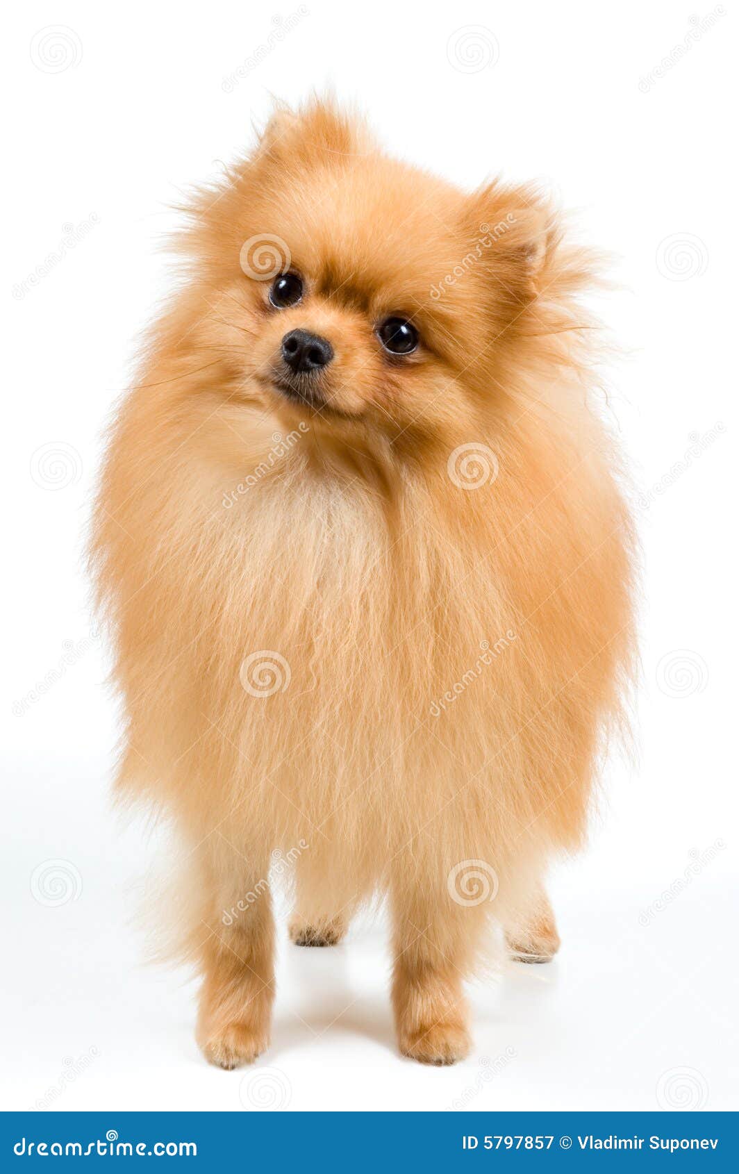 Spitz-Hund im Studio stockbild. Bild von studio, kopf - 5797857