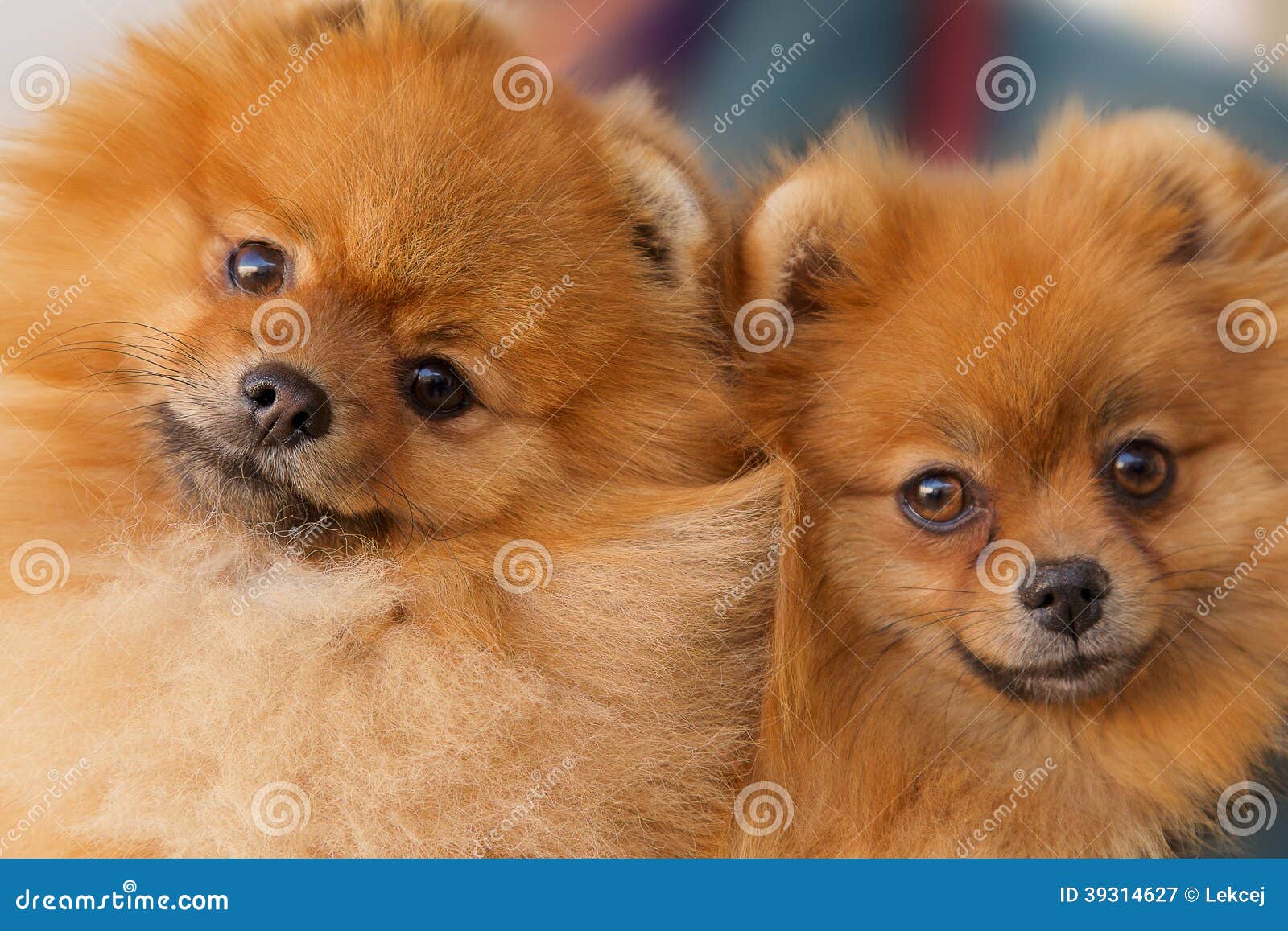 Spitz-Hunde stockbild. Bild von freundlich, kopf, welpe - 39314627