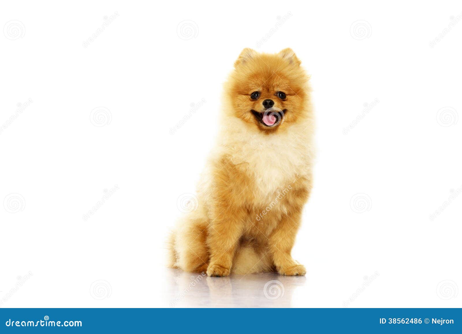 Spitz pequeno foto de stock. Imagem de doméstico, branco - 38562486