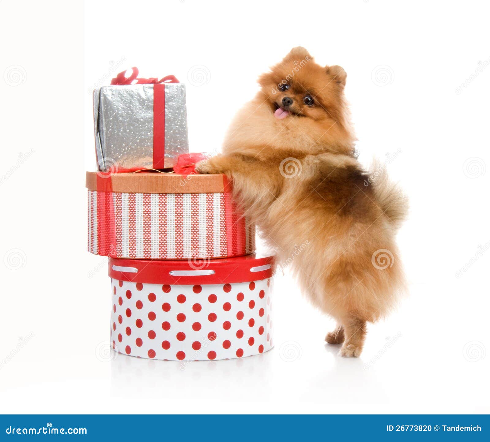 Spitz Pomeranian Dog Gift Boxes Stock Photos - Free & Royalty-Free ...