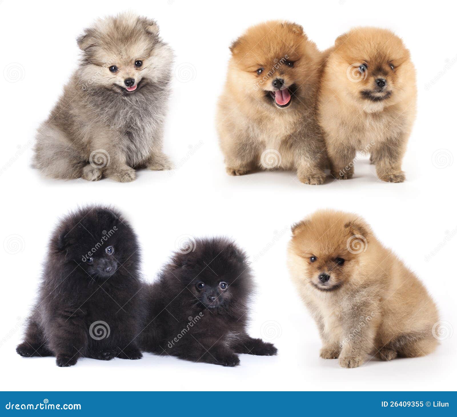 Spitz puppies stock image. Image of black, large, front - 26409355
