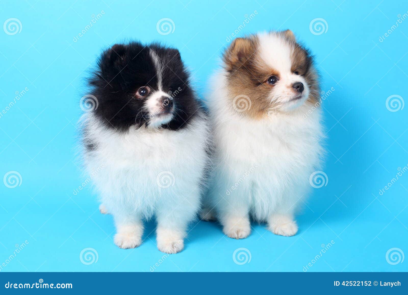 Spitz puppies stock photo. Image of blue, fluffy, funny - 42522152