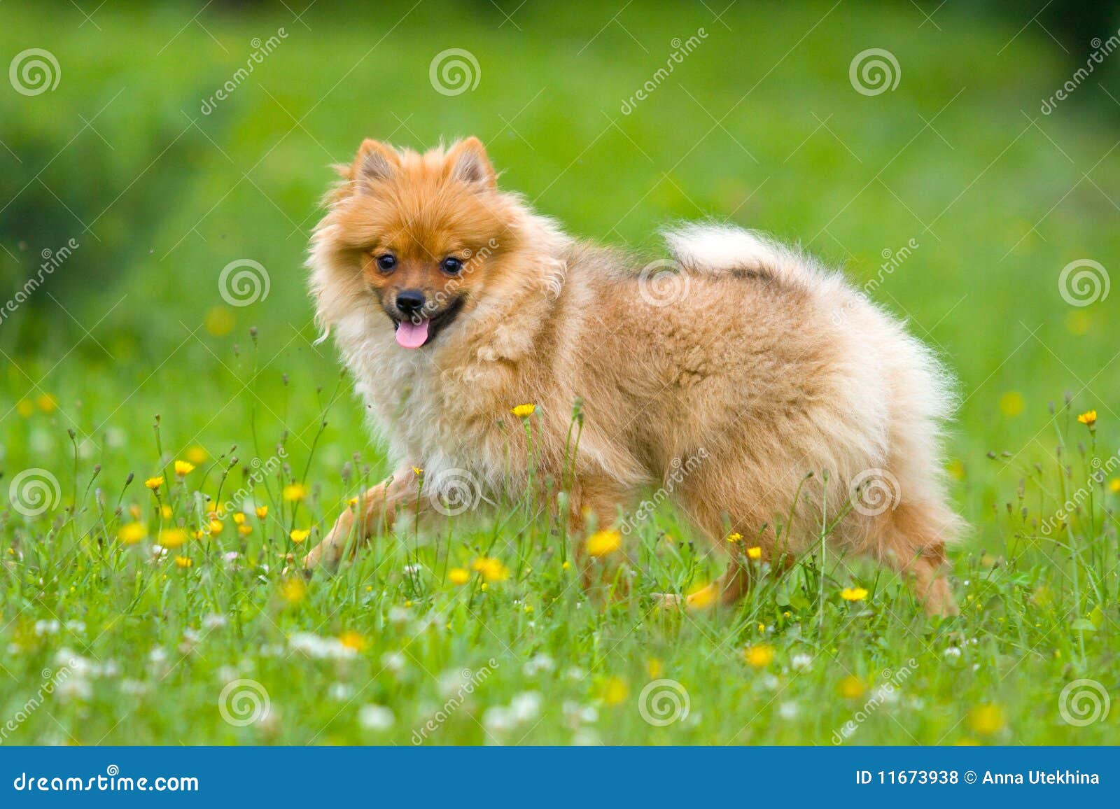 Spitz puppy stock photo. Image of puppy, carnivore, looking - 11673938
