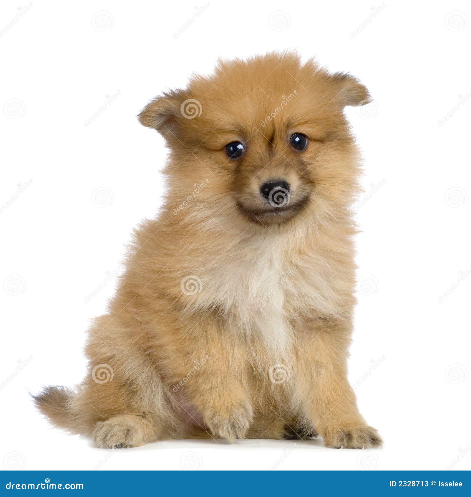 Spitz Puppy Dog With A Stethoscope On His Neck. Royalty-Free Stock ...