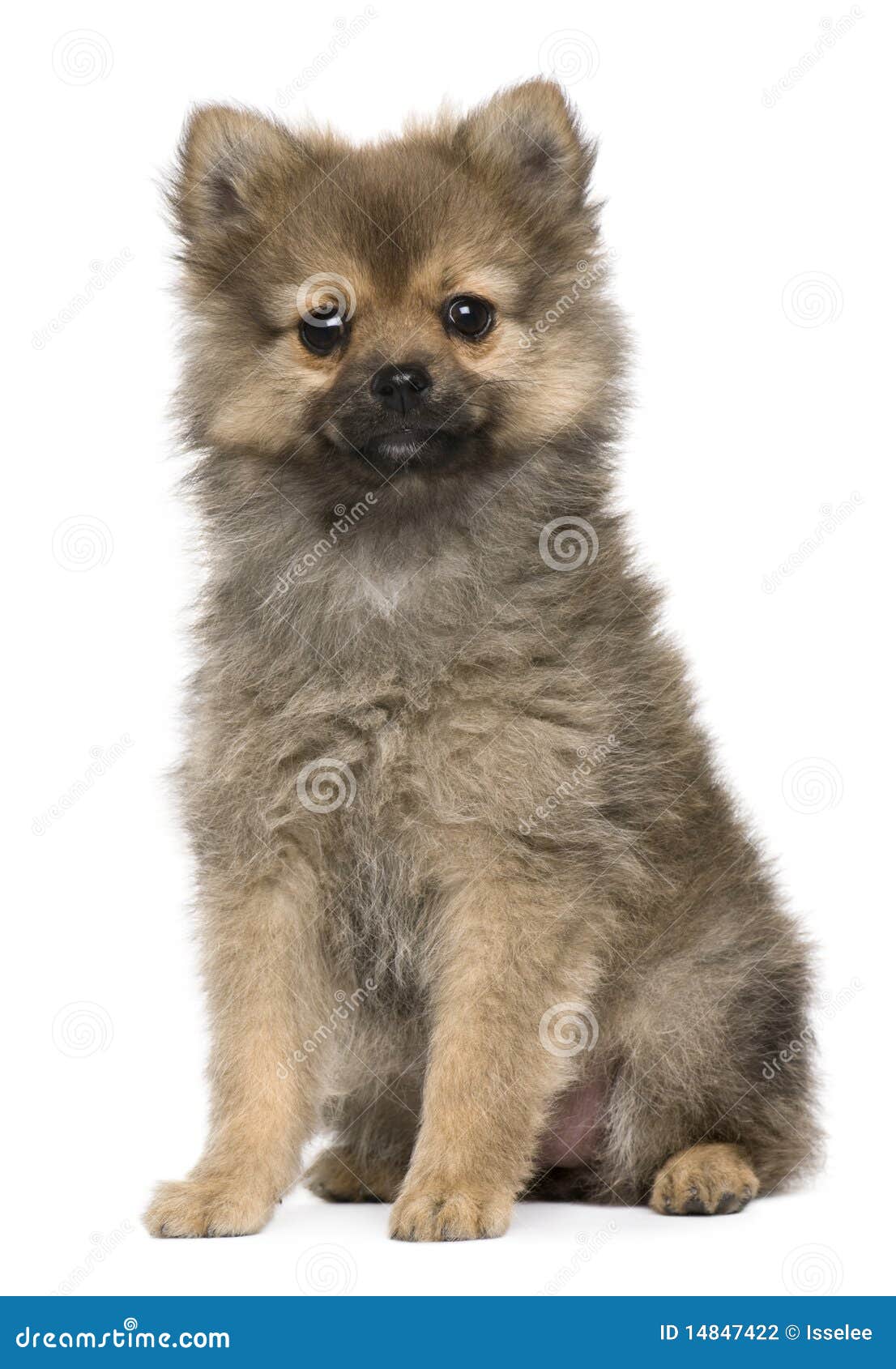 German Spitz Mittel Puppies