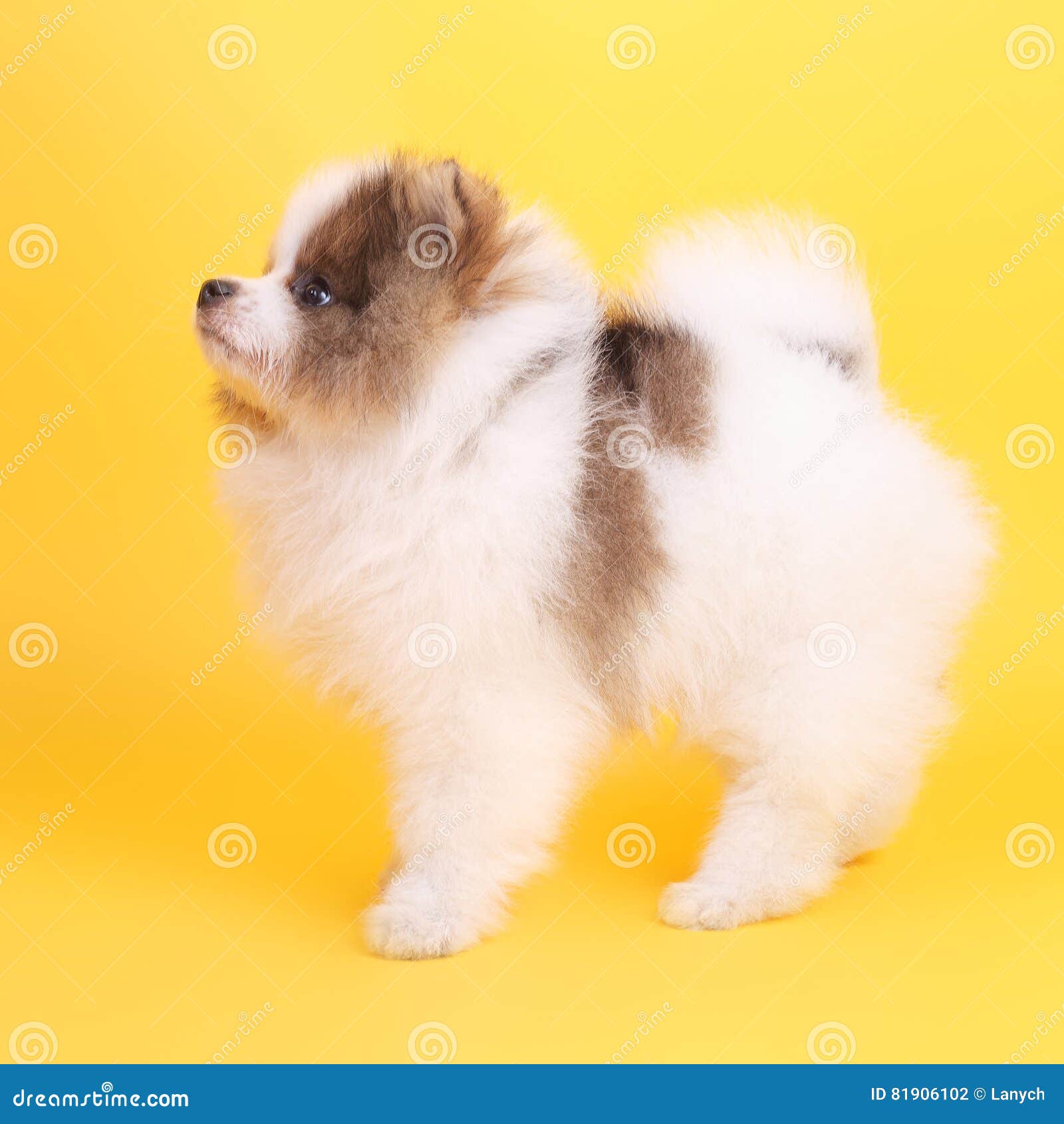 Spitz puppy stock photo. Image of expression, nature - 81906102