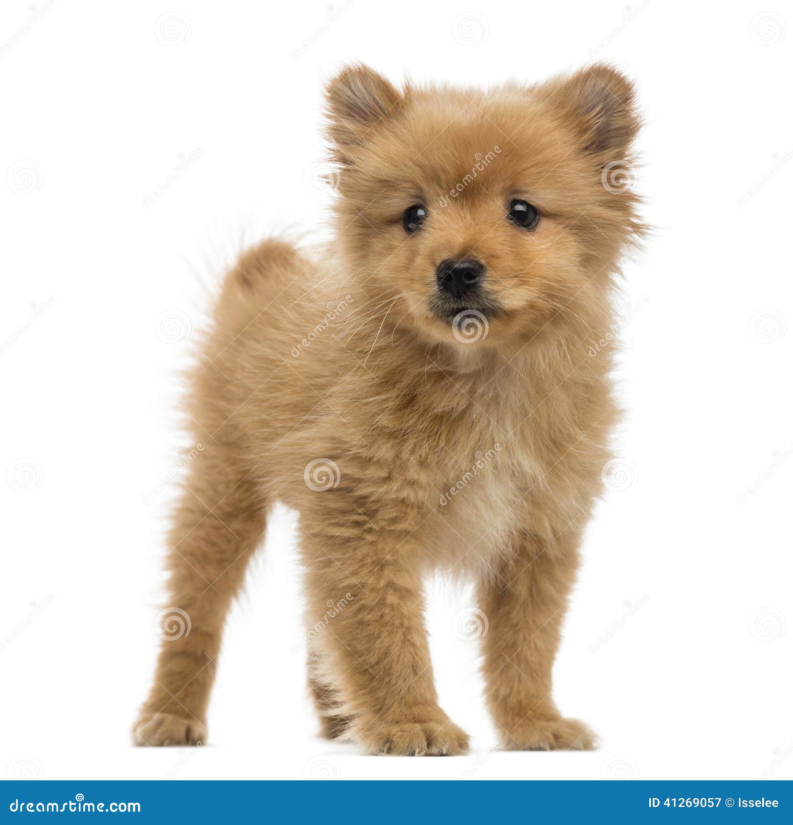 Spitz puppy (2 months old) stock image. Image of canine - 41269057