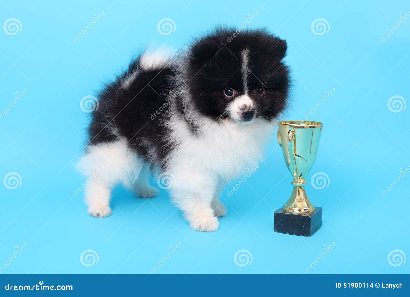 Spitz puppy winner stock photo. Image of award, reward - 81900114