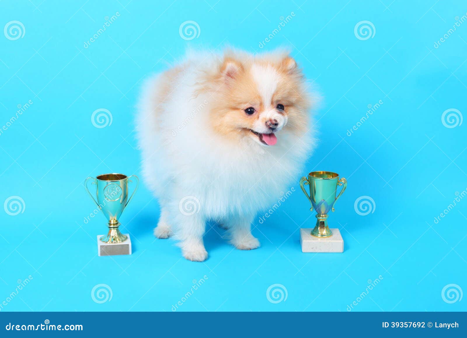 Spitz puppy winner stock photo. Image of pomeranian, little - 39357692
