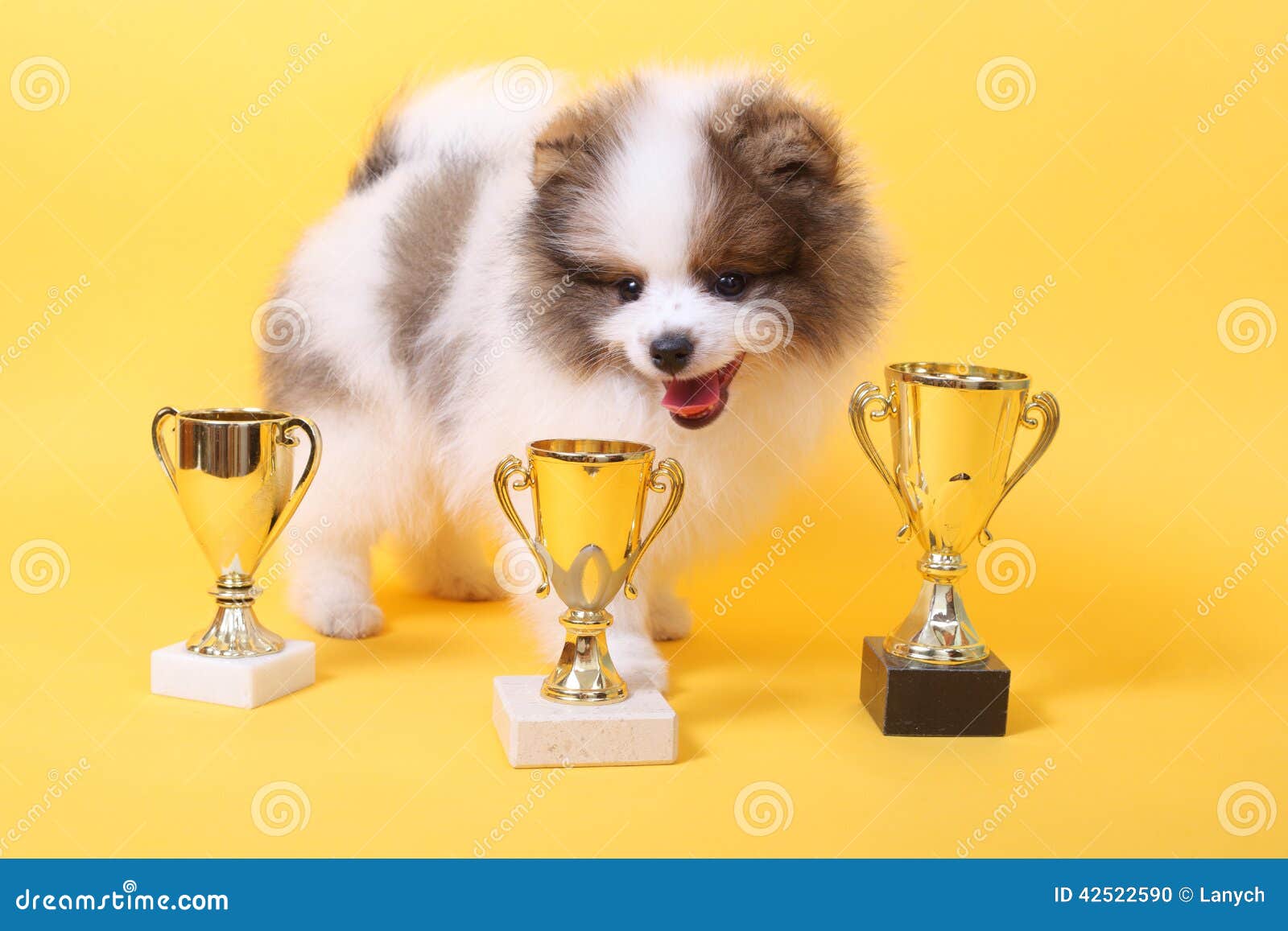 Spitz puppy winner stock photo. Image of cute, little - 42522590