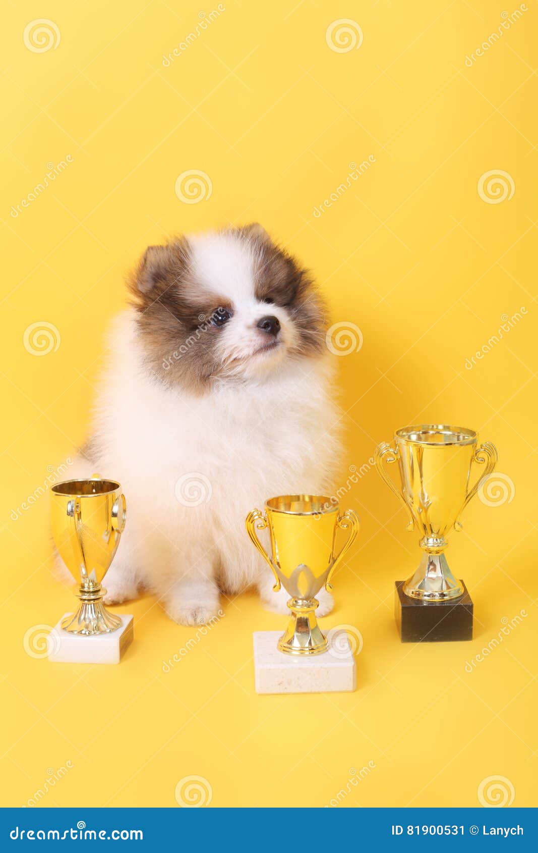 Spitz puppy winner stock image. Image of color, beautiful - 81900531