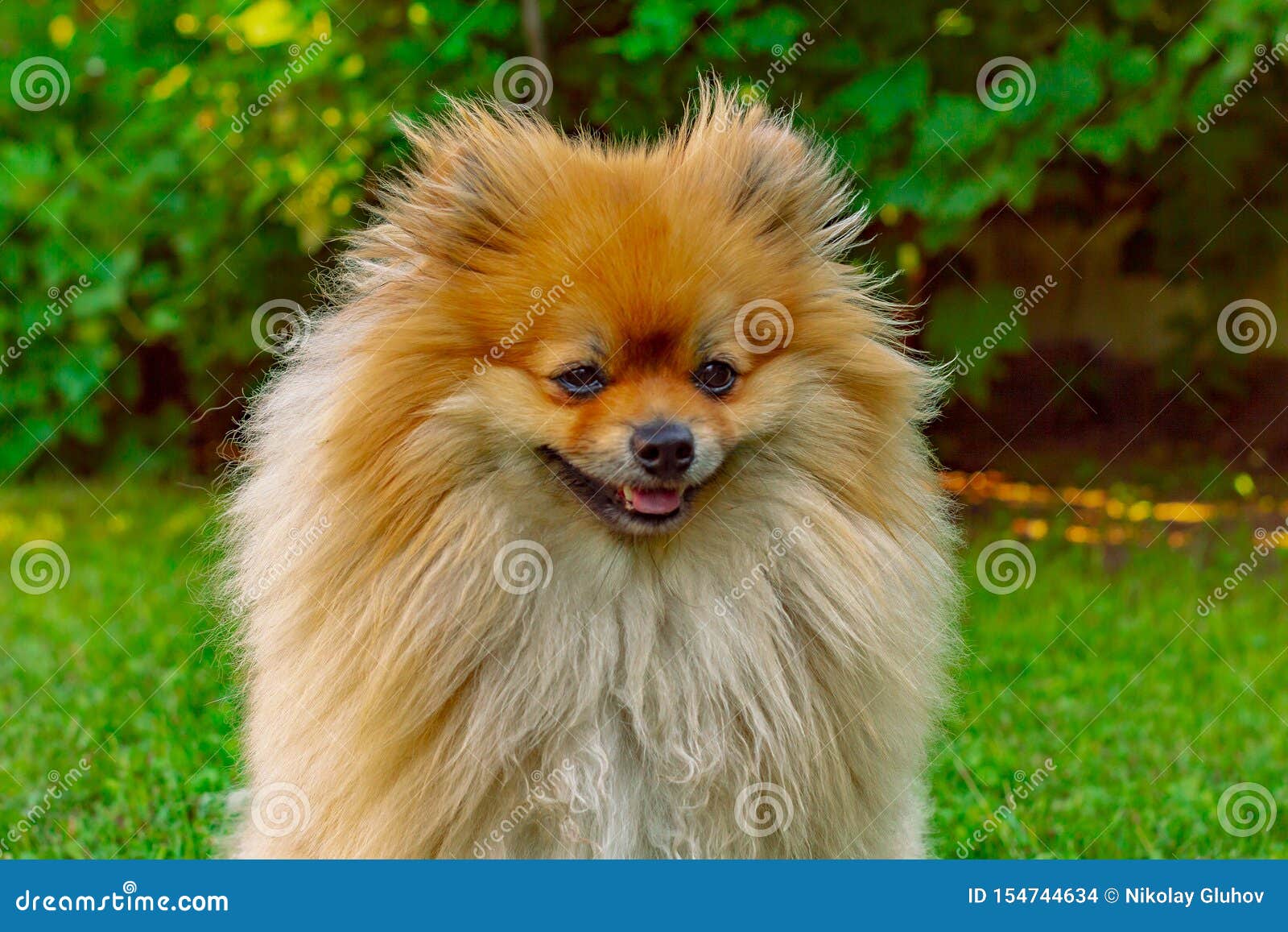 Spitz Red-haired Dog in Summer on Lawn in Bright Sunshine. Stock Photo ...